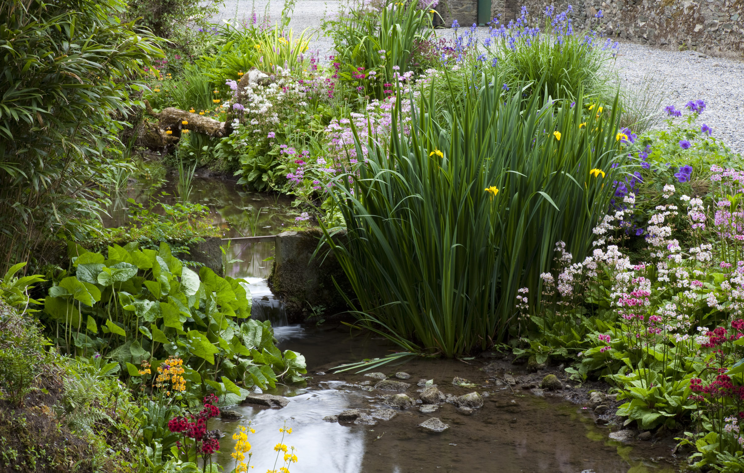 Best Oxygenating Plants For A Small Pond